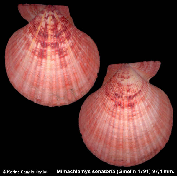 Auction 28 October - 1 November 2007 Ovulidae Pectinidae Volutidae