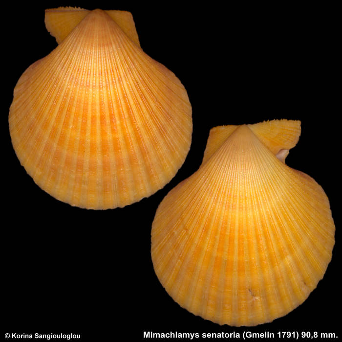 Auction 3-7 April 2011 Ovulidae Pectinidae Volutidae