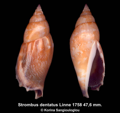 Auction 29 October - 2 November 2006 Miscellaneous Gastropods & Bivalves