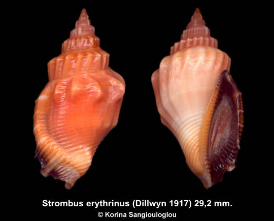 Auction 3-7 December 2006 Miscellaneous Gastropods & Bivalves