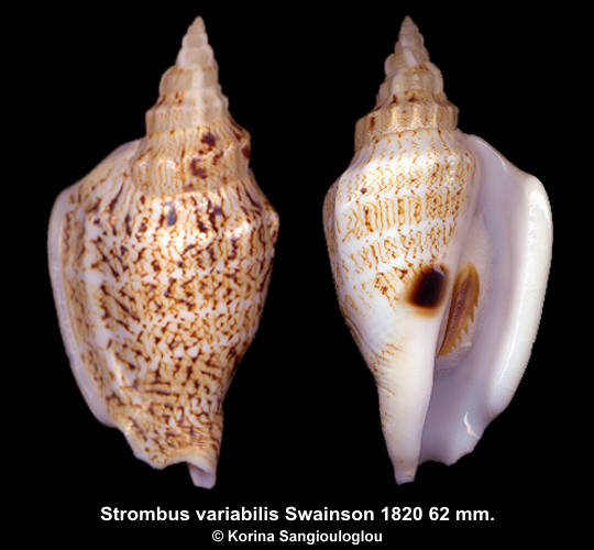 Auction 28 October - 1 November 2007 Miscellaneous Gastropods & Bivalves