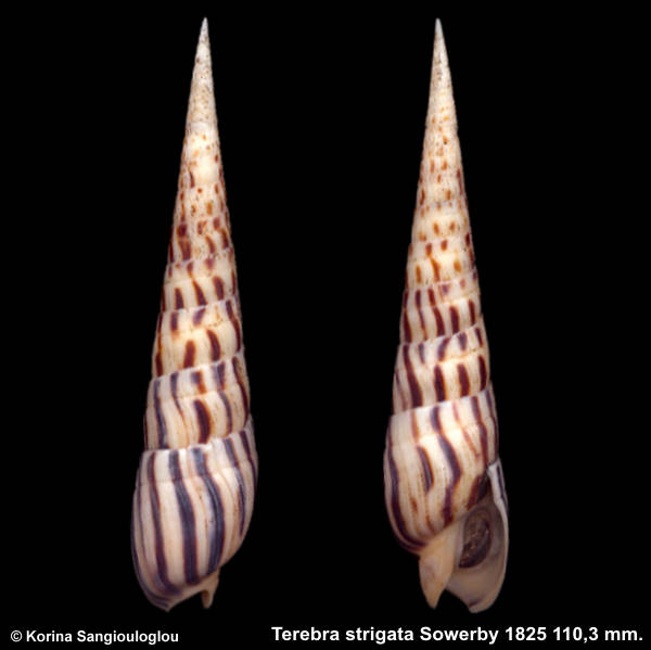 Auction 28 October - 1 November 2007 Miscellaneous Gastropods & Bivalves