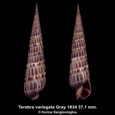 Auction 28 October - 1 November 2007 Miscellaneous Gastropods & Bivalves