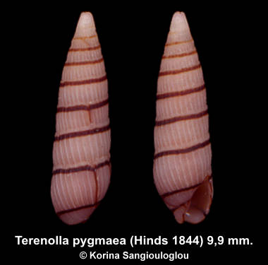 Auction 3-7 April 2011 Miscellaneous Gastropods & Bivalves