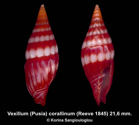 Auction 27-31 August 2006 Coralliophilidae Mitroidea Muricidae