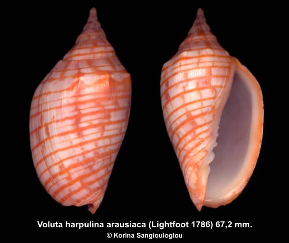 Auction 25-29 June 06 Ovulidae Pectinidae Volutidae