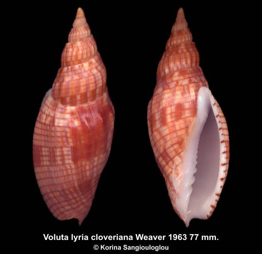 Auction 28 October - 1 November 2007 Ovulidae Pectinidae Volutidae