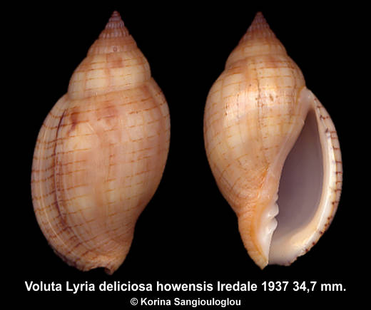Auction 3-7 April 2011 Ovulidae Pectinidae Volutidae
