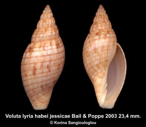 Auction 28 October - 1 November 2007 Ovulidae Pectinidae Volutidae
