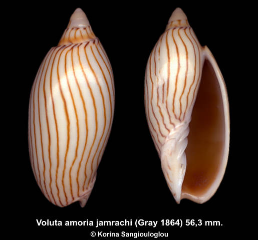 Auction 28 October - 1 November 2007 Ovulidae Pectinidae Volutidae