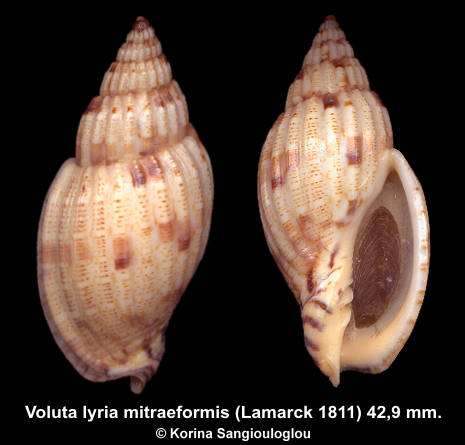 Auction 3-7 April 2011 Ovulidae Pectinidae Volutidae