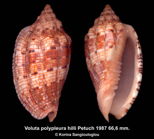 Auction 28 October - 1 November 2007 Ovulidae Pectinidae Volutidae
