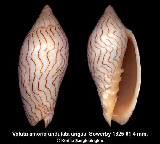 Auction 3-7 April 2011 Ovulidae Pectinidae Volutidae