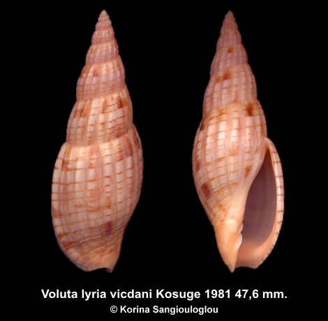 Auction 28 October - 1 November 2007 Ovulidae Pectinidae Volutidae