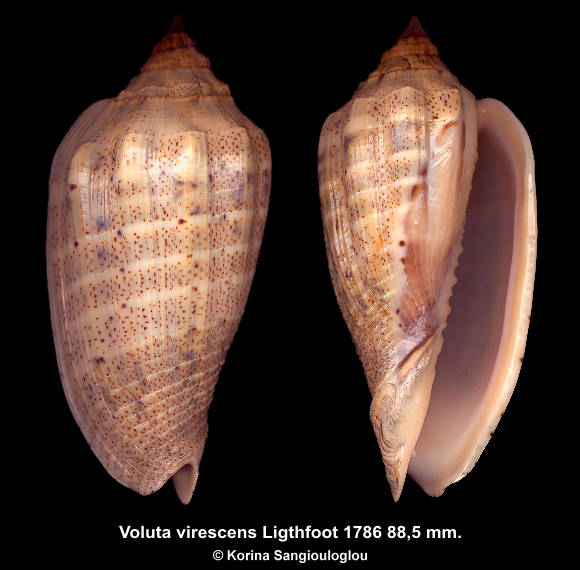 Auction 28 October - 1 November 2007 Ovulidae Pectinidae Volutidae
