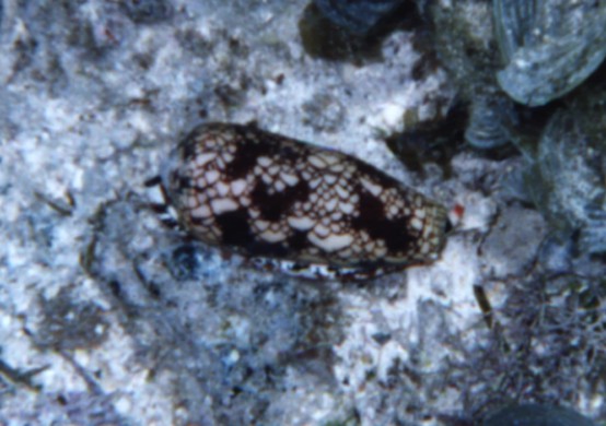 Conus Omaria