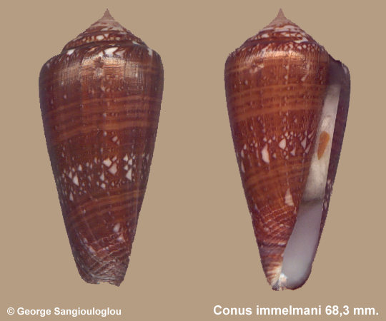 Conus immelmani 68,3 mm.