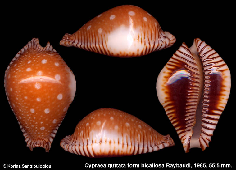 Cypraea guttata form bicallosa Raybaudi, 1985. 55,5 mm.