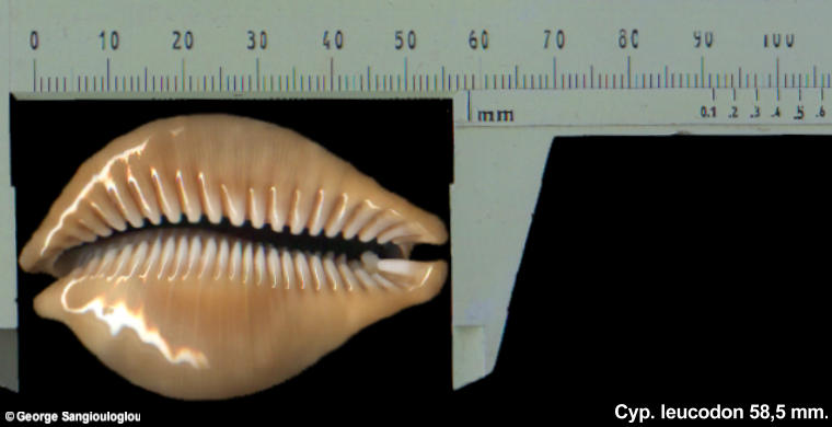 Cypraea leucodon (Thailand form) 58,5 mm.