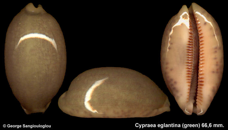 Cypraea eglantina (green) 66,6 mm.
