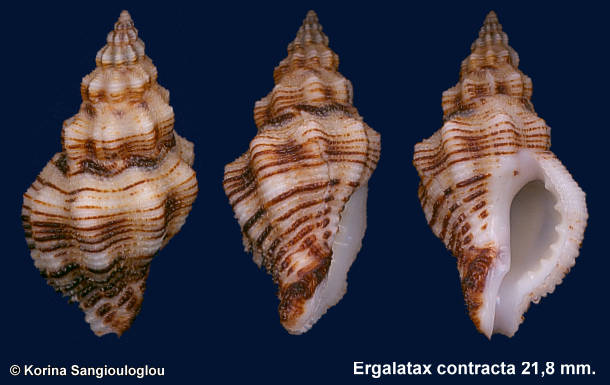 Ergalatax contracta [Muricidae]