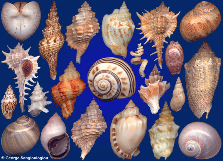 Quality Shells Auction 7-11 June 2020