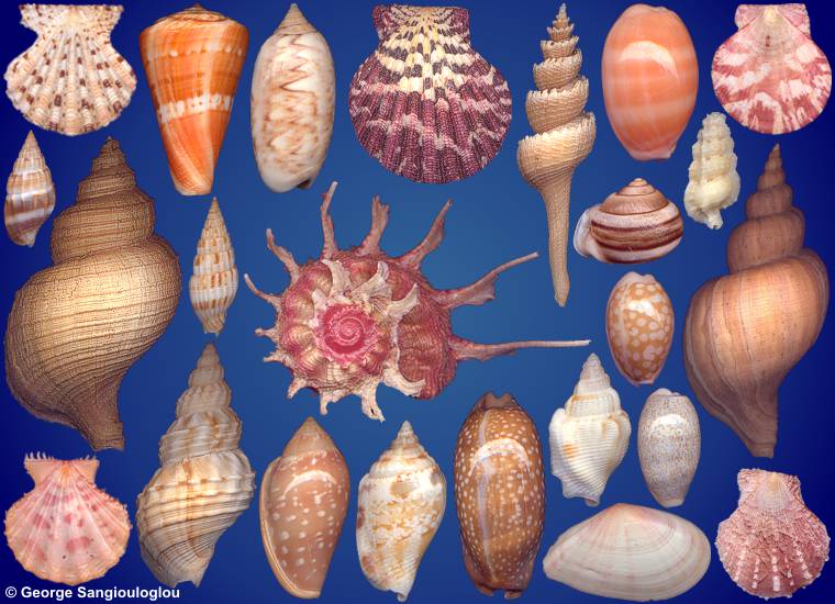 Quality Shells Auction2-6 June 2024