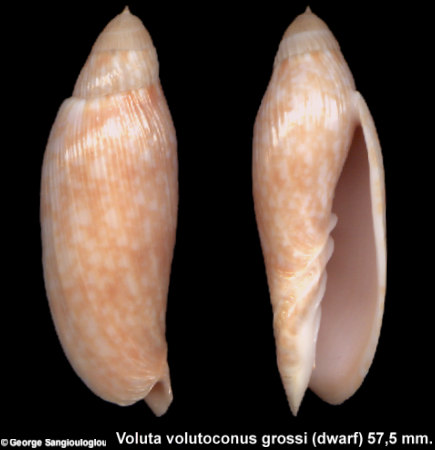 Voluta volutoconus grossi (dwarf) 57,5 mm.