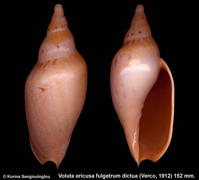 Voluta ericusa fulgetrum dictua (Verco, 1912) 152 mm.