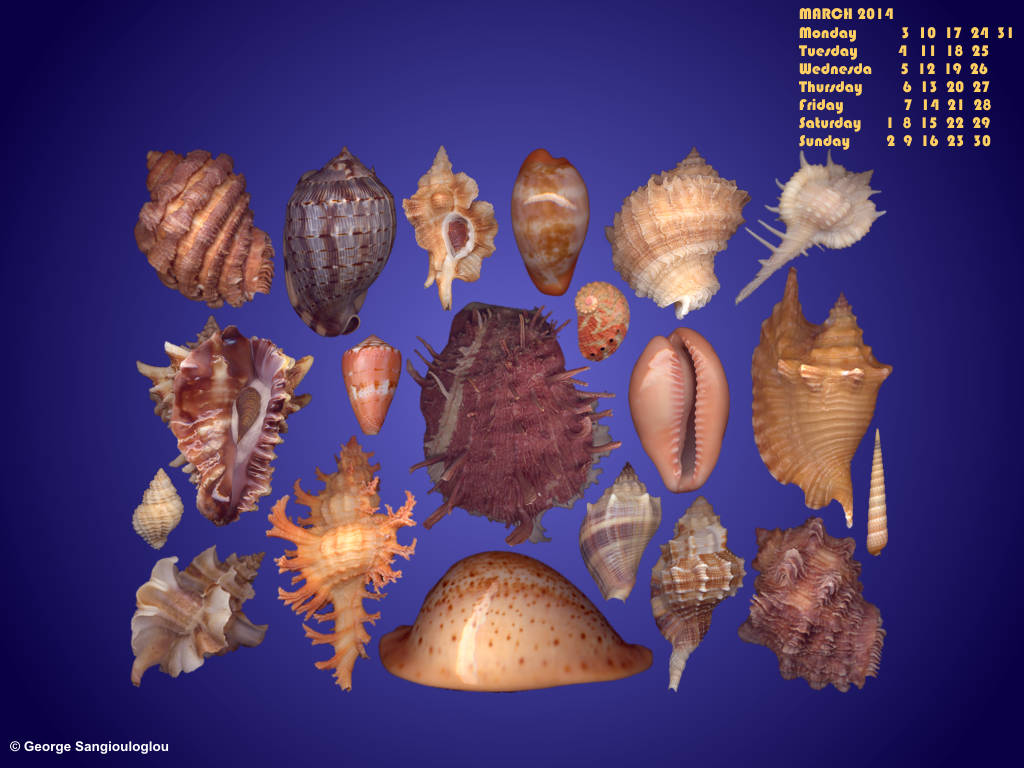 March2014 Seashells composition from auction March 2014