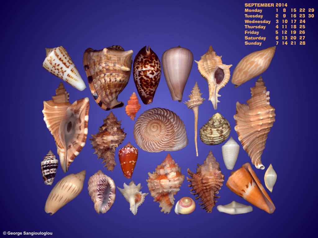 September2014 Seashells composition from auction September 2014